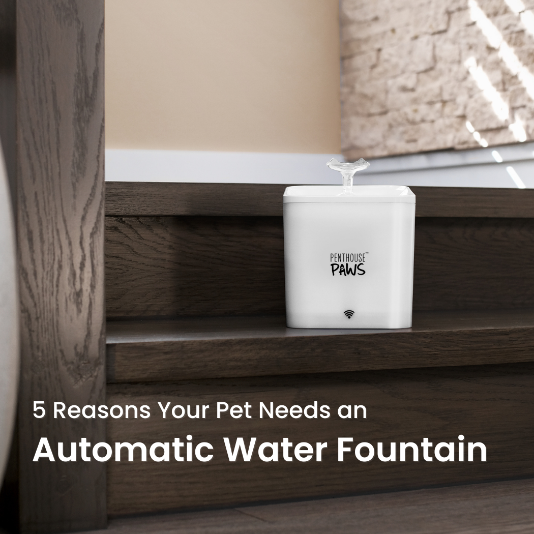5 Reasons Your Pet Needs an Smart Water Fountain – Shop Automatic Pet Feeder | Penthouse