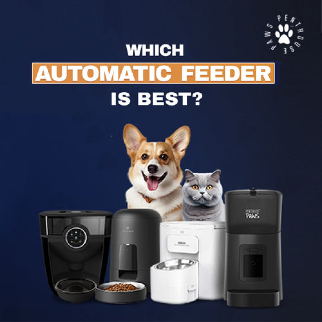 Which Automatic Feeder Is Best? 2024 Top Picks